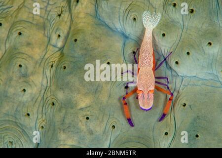 Emperor shrimp Periclimenes imperator Dumaguete Negros Island ...