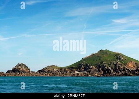 France, Cotes d'Armor, Sept Iles Ornithological Reserve, Ile Rouzic ...