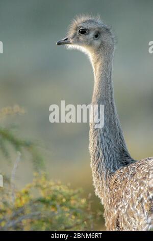 Lesser rhea (Pterocnemia pennata) Torres del Paine National Park, Chile ...