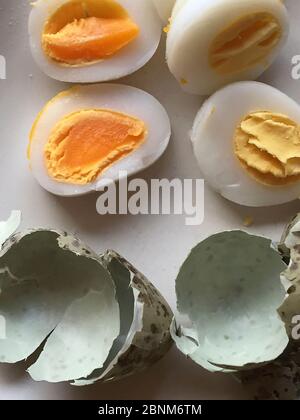 Traditional dish of Seagull (Larus) eggs, Gamvik, Finnmark. Norway, May ...