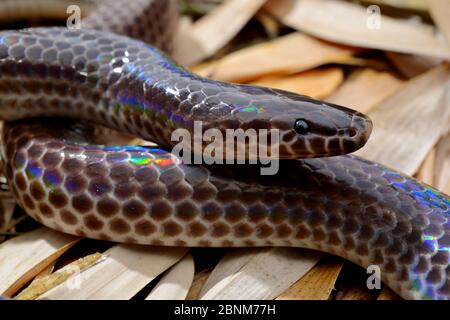 Sunbeam snake (Xenopeltis unicolor) captive, occurs in South East Asia ...