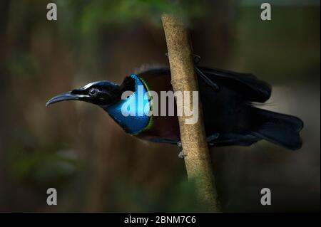 Growling riflebird (Ptiloris intercedens) male, Adelbert Mountain Range ...