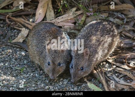 Long-nosed potoroos (Potorous tridactylus), rat kangaroos, rat ...