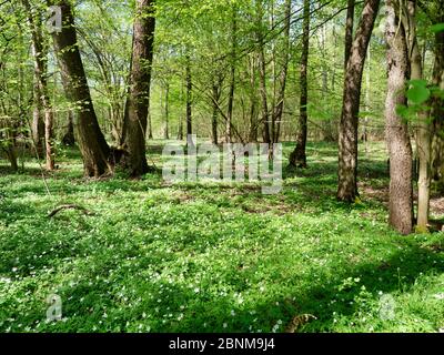 Spring in Bucher Forst, Berlin, Germany Stock Photo - Alamy