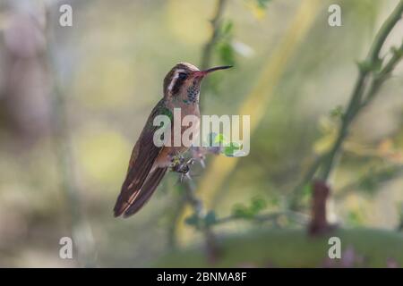 Xantus's / Xantu's hummingbird (Basilinna xantusii - previously ...