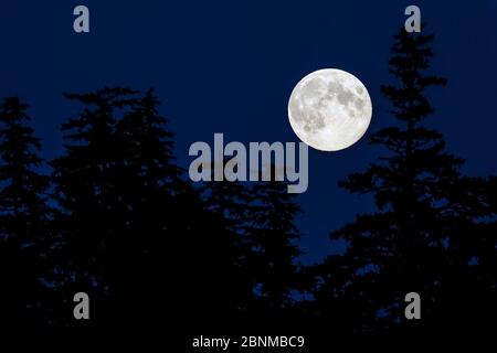 Moon rising over forest, Southeast Alaska, USA Stock Photo - Alamy