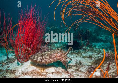 Broadbill cuttlefish [Sepia latimanus]. Cebu, Malapascua Island ...