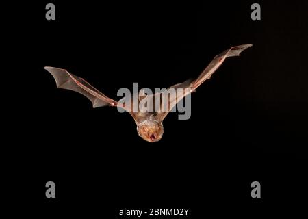 Eastern Red Bat (Lasiurus borealis) flying, Cherokee National Forest ...