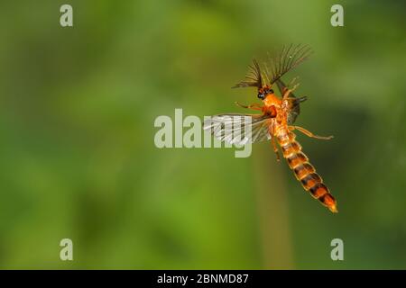 Glowworm beetle (Phengodes sp.) male flying, Tuscaloosa County, Alabama ...