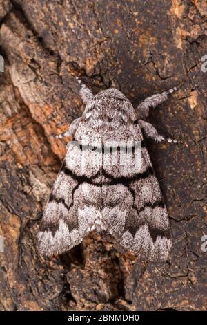 Eastern Panthea Moth (Panthea furcilla) Insecta Stock Photo - Alamy