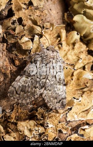 The Laugher moth (Charadra deridens), Tuscaloosa County, Alabama, USA ...