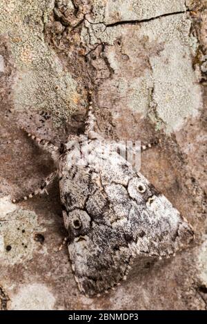 The Laugher moth (Charadra deridens), Tuscaloosa County, Alabama, USA ...