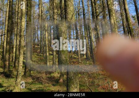 Wedge prism relascope used to record the density of trees in a ...