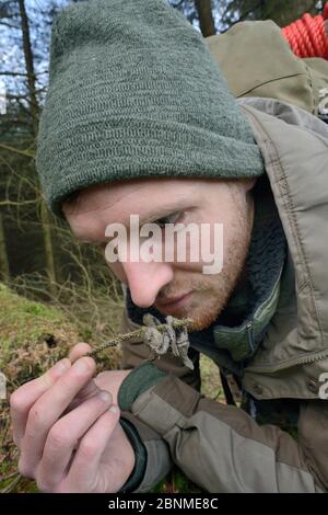 Scat of a Pine marten (Martes martes) reintroduced to Wales by the ...