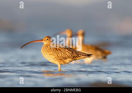 Far Eastern Curlew (Numenius madagascariensis) adult breeding plumage ...