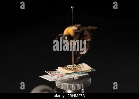 Franklin's bumblebee (Bombus franklini), photographed at the ...