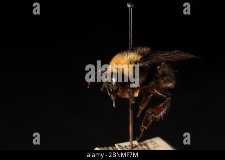 Franklin's bumblebee (Bombus franklini), photographed at the ...
