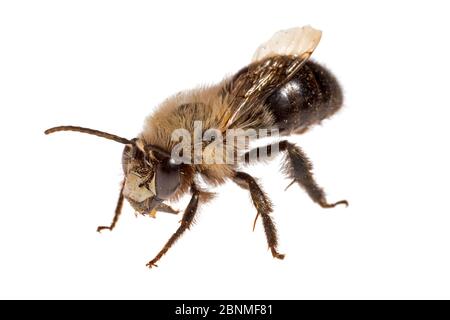 The southeastern blueberry bee, Habropoda laboriosa Stock Photo - Alamy