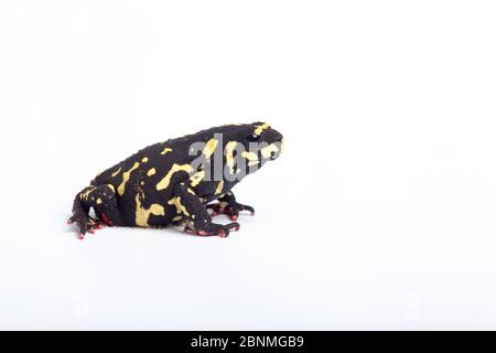 Redbelly toad (Melanophryniscus stelzneri) on white background, captive ...