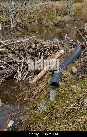 "Beaver defeater" drainage pipe installed to reduce effectiveness of a ...