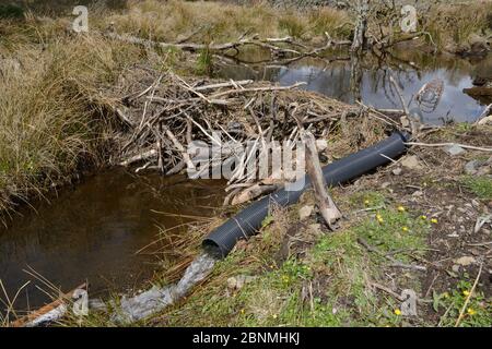 "Beaver defeater" drainage pipe installed to reduce effectiveness of a ...