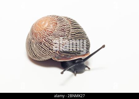 Land snail (Coryda alauda canescens) Cuba Stock Photo - Alamy