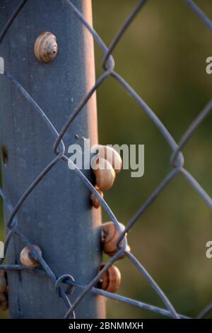 Spanish slug isolated on white background. Arion vulgaris terrestrial ...