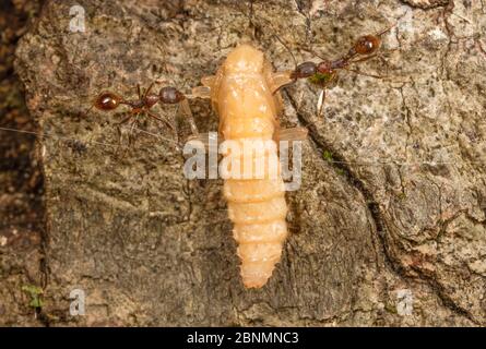 Winnow ant (Aphaenogaster sp) worker carrying beetle pupa to nest ...