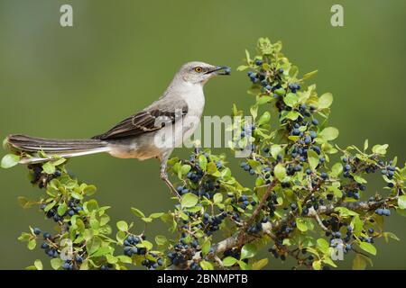 Northern Mockingbird (Mimus polyglottos), adult and Northern Cardinal ...