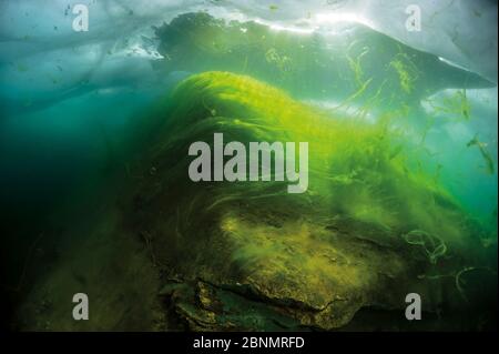 Thallus of filamentous algae (Spirogyra and Ulothrix) , Lake Baikal ...