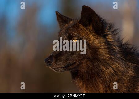 Gray Wolf (Canis lupus) melanistic individual in snow, North America ...