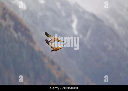 Ruddy Shelducks (Tadorna ferruginea) in flight Stock Photo - Alamy