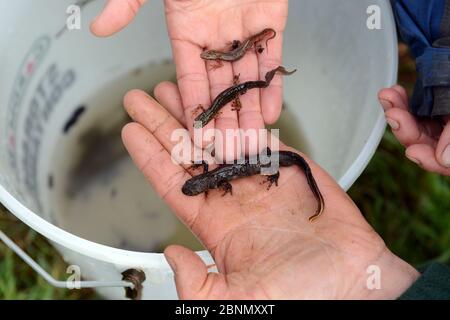 Male palmate newt (Lissotriton helveticus) and smooth (common) newt ...