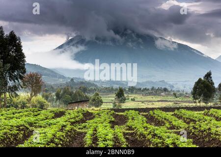 Volcanoes National Park, Virunga Mountains, Rwanda, September 1st 2022 ...