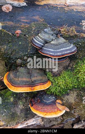 Tinder sponge on dead wood Stock Photo - Alamy