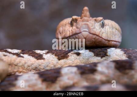 European horned viper Stock Photo - Alamy