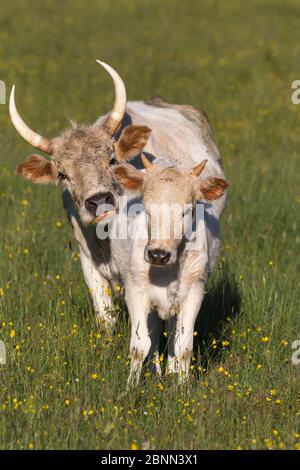 CATTLE - Chillingham White, calf and cow Stock Photo - Alamy