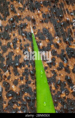 Bamboo (Phyllostachys heterocycla) stem close-up, young plant with ...