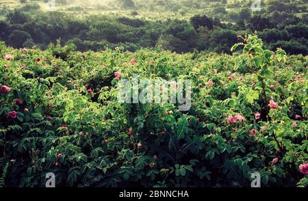 Rose field bushes Stock Photo - Alamy