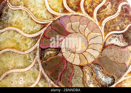 Polished cross-section of a fossil ammonite showing the spiral of ...