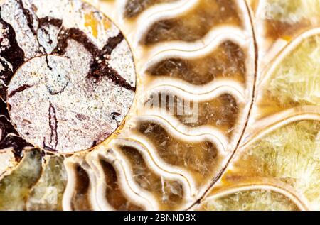 Polished cross-section of a fossil ammonite showing the internal ...