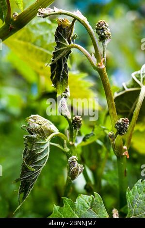 Damaged leaves and buds of a grape following frost Stock Photo - Alamy