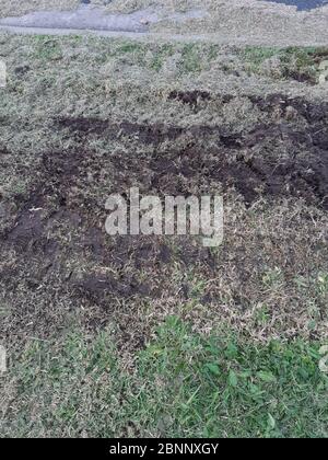 Destroyed lawn by a truck and very bad job of fixing its. Truck Tyre ...