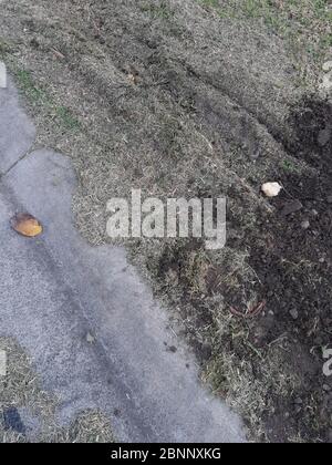 Destroyed lawn by a truck and very bad job of fixing its. Truck Tyre ...