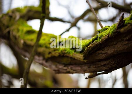 Dead black locust tree in the forest that is overgrown with moss Stock ...