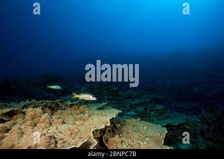 One spot snapper (Lutjanus monostigma) Taking in Red Sea, Egypt Stock ...