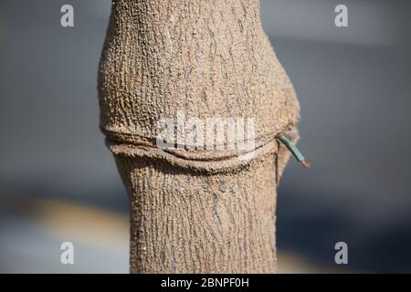 Rope ingrown in a tree trunk. object ingrown into a tree Stock Photo ...