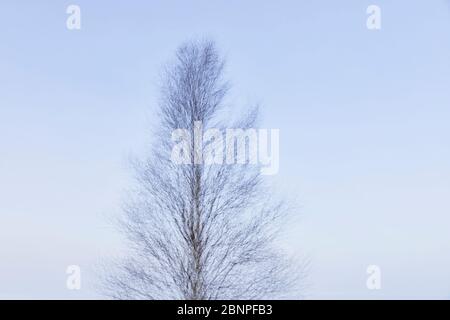 Finland, Lapland, Winter, Tree, Multiple Exposure Stock Photo - Alamy