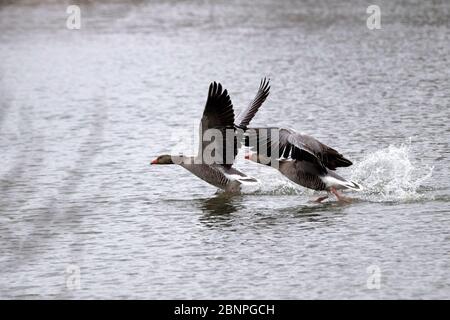 greylag geese in spring Stock Photo - Alamy