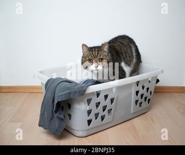 cute cat resting in laundry basket digging in clothes Stock Photo - Alamy